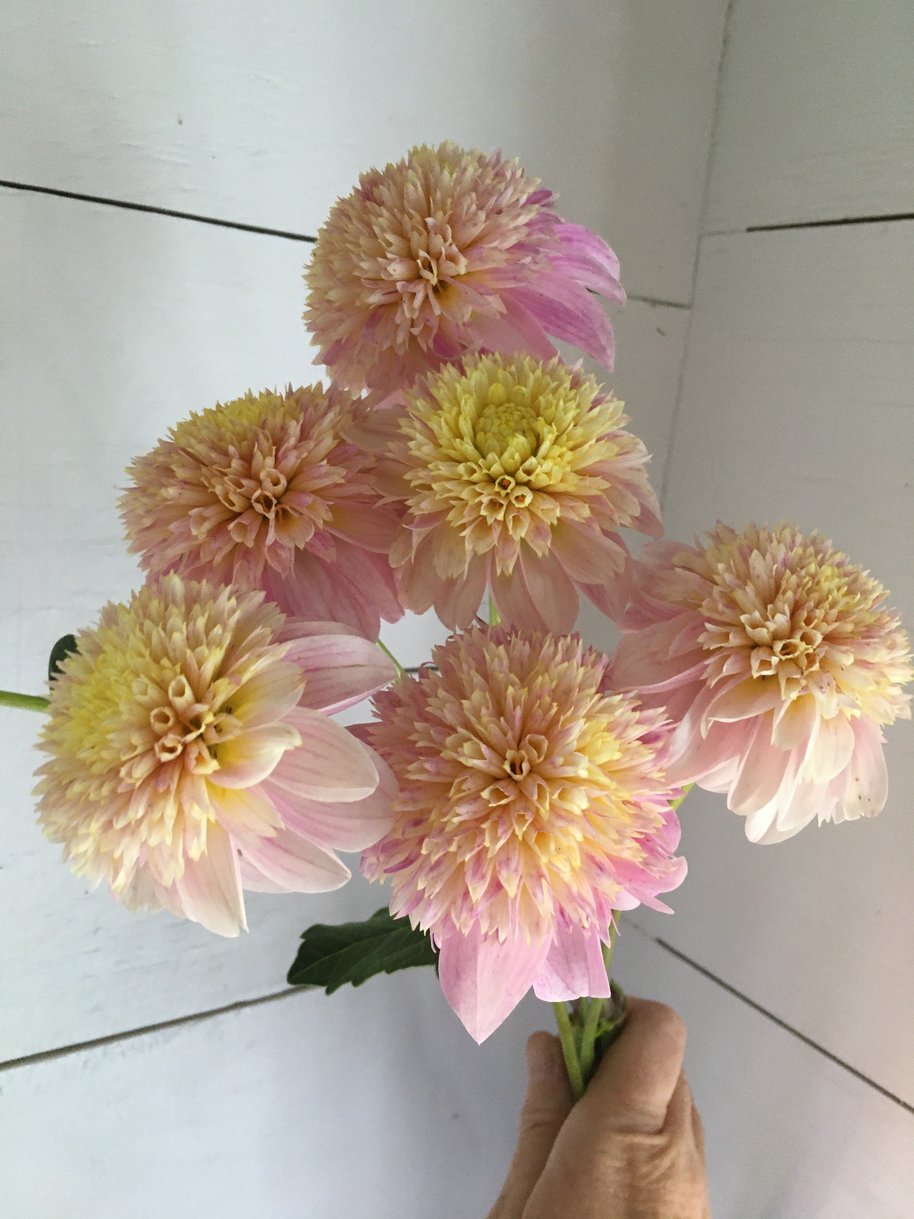 Mayberry's Petticoat LIMIT ONE PER HOUSEHOLD - COMING SOON | Mayberry ...