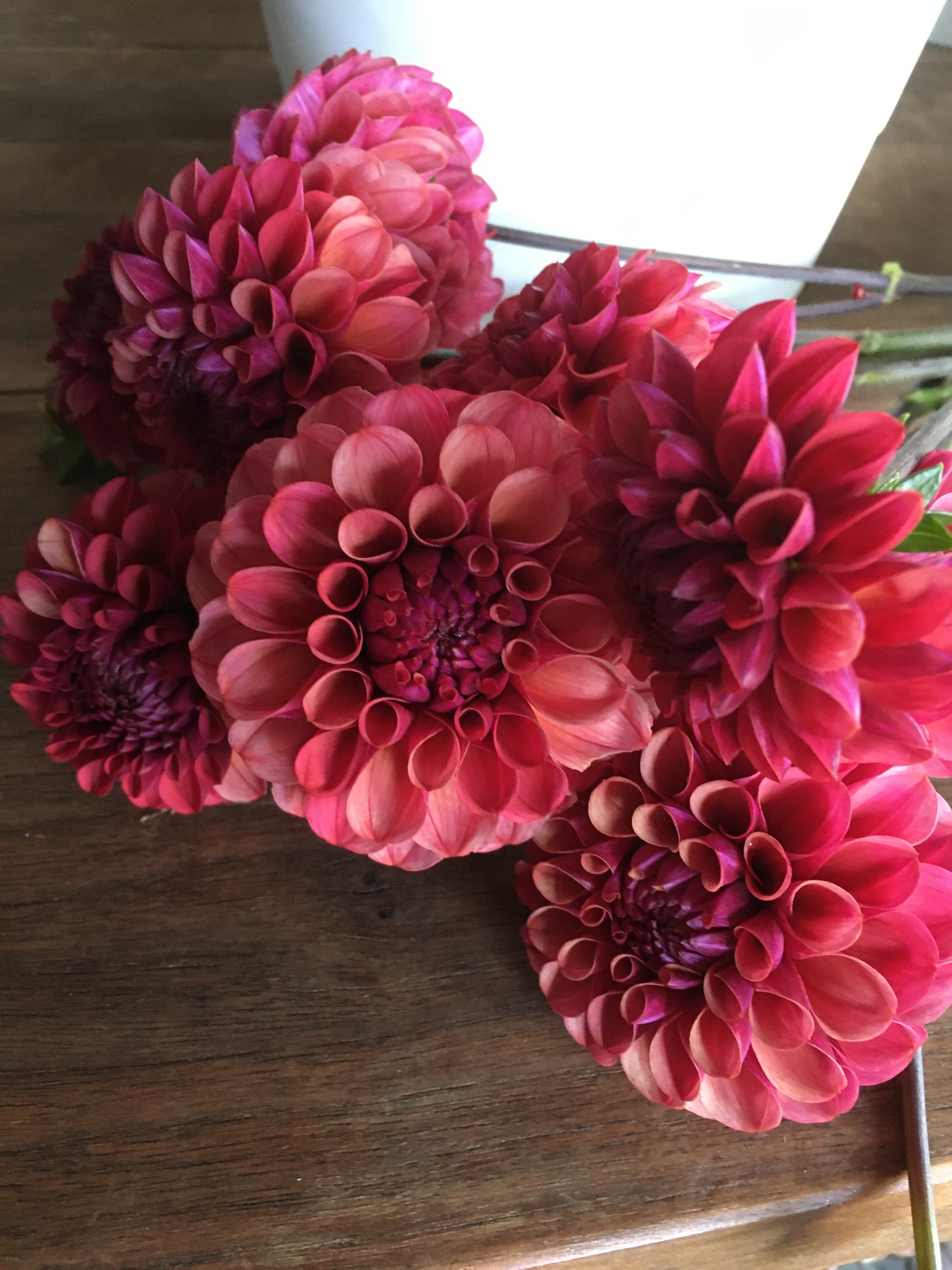 Mission Gypsy #2 TUBER | Mayberry Blooms