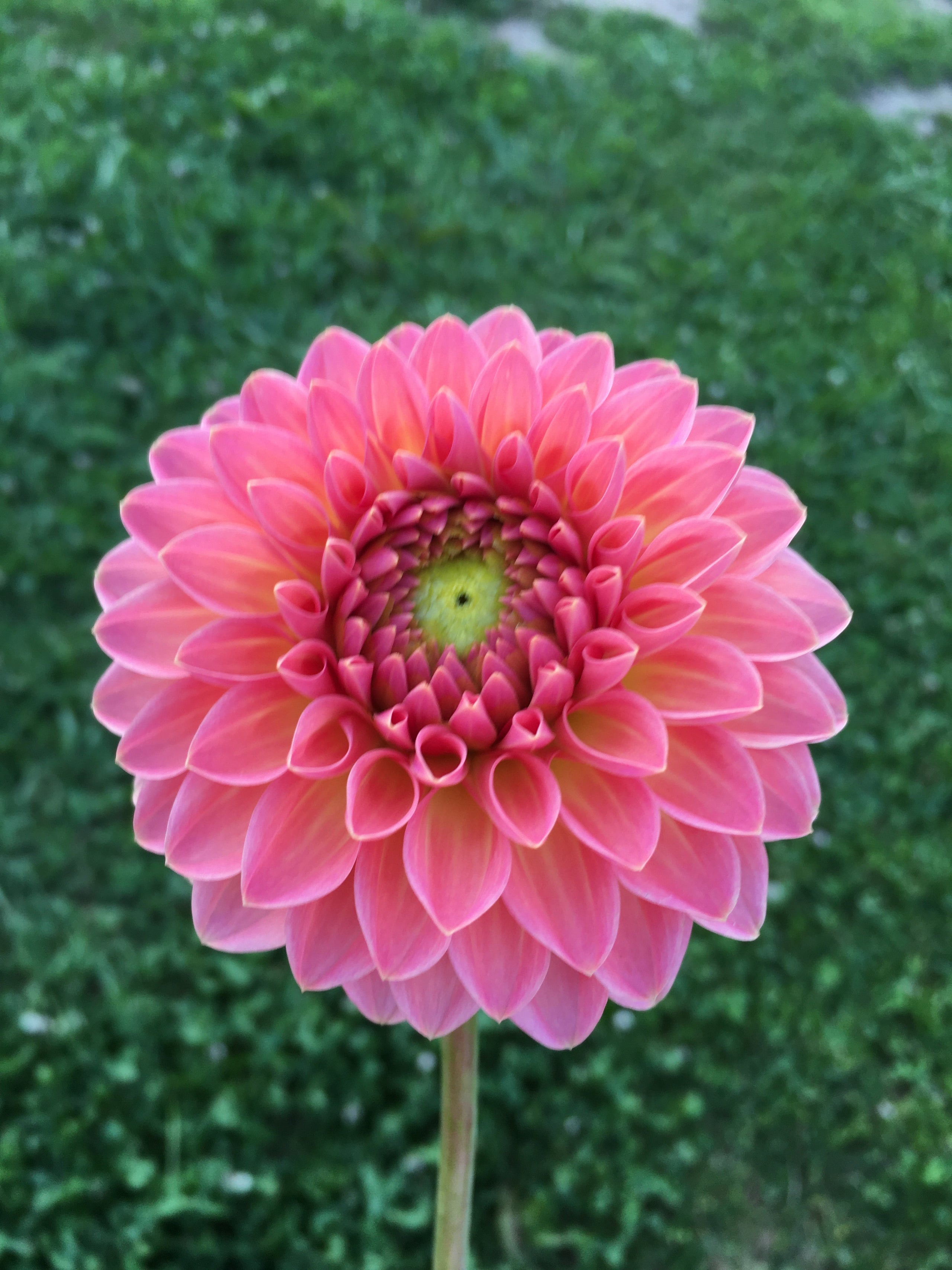 Hillcrest Suffusion | Mayberry Blooms