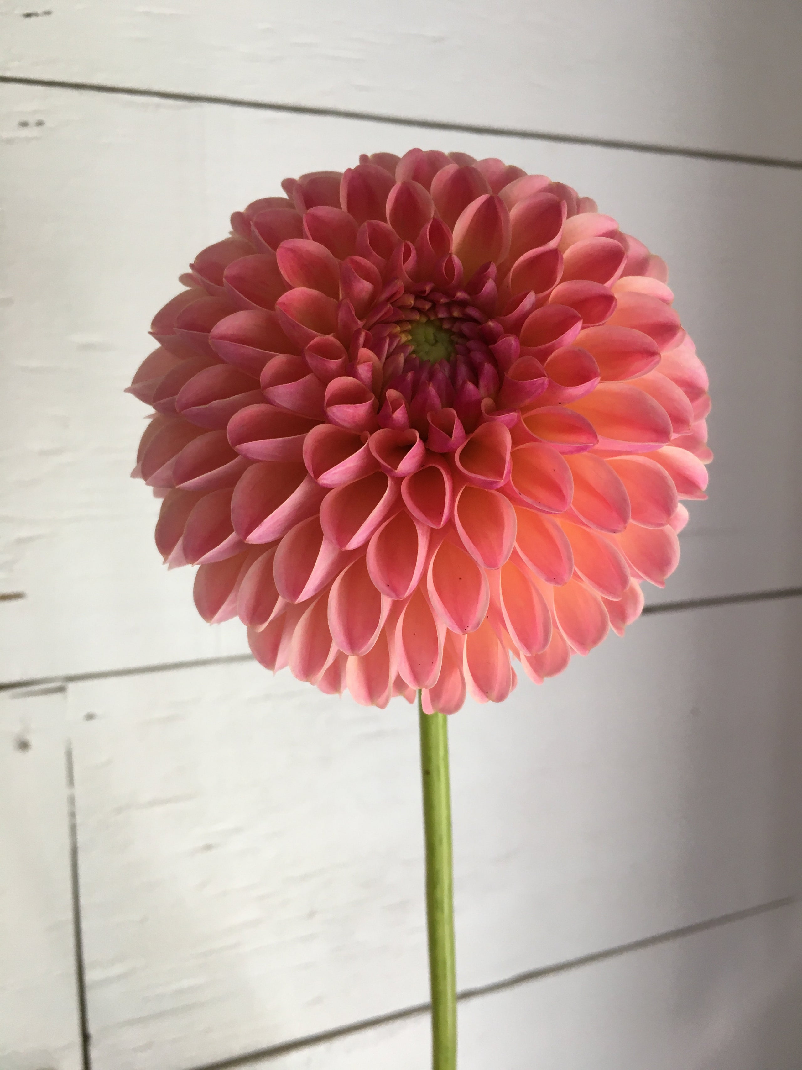 LATE | Mayberry Blooms
