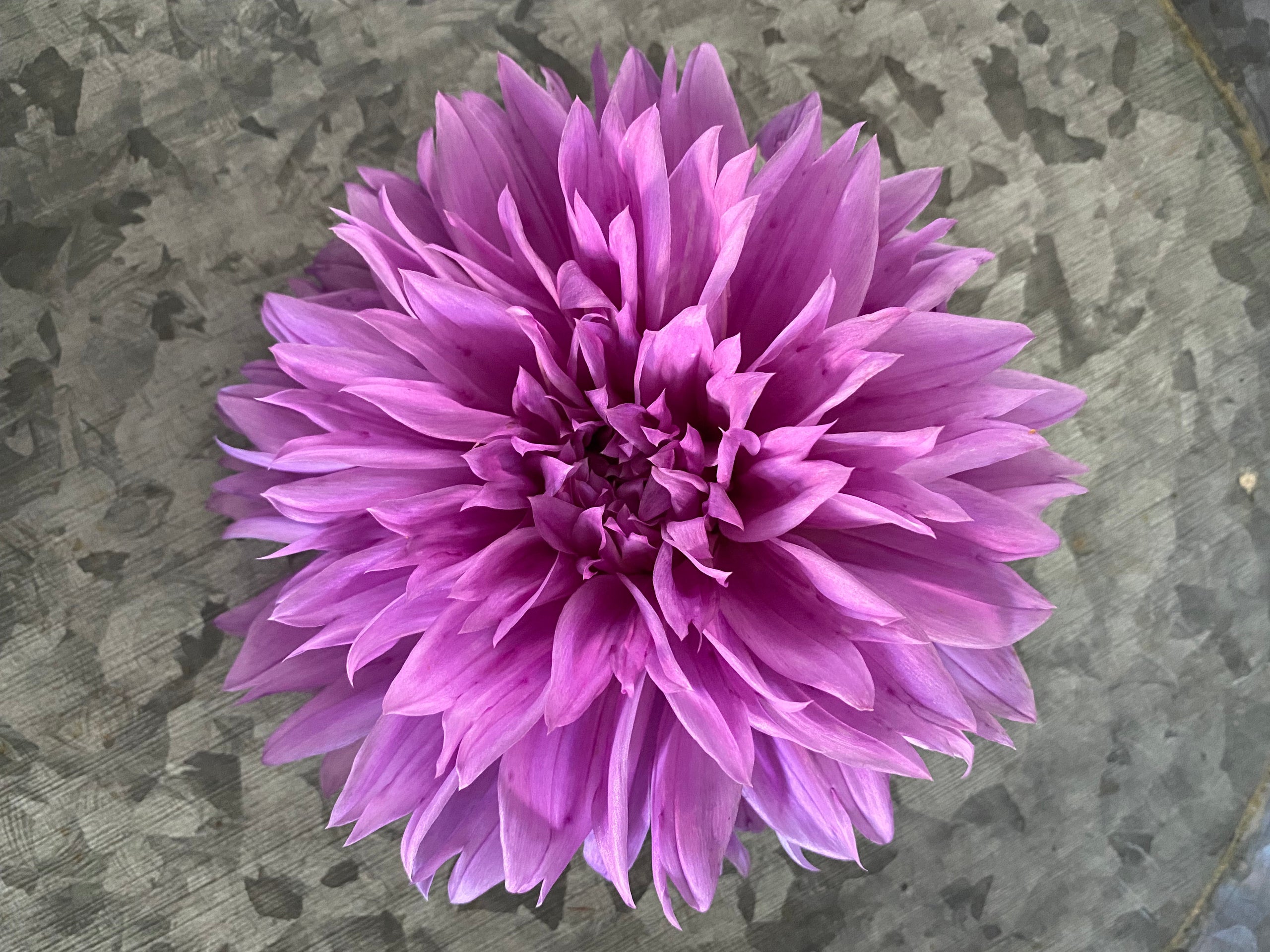 lilac-time-2-dahlia-tuber-mayberry-blooms