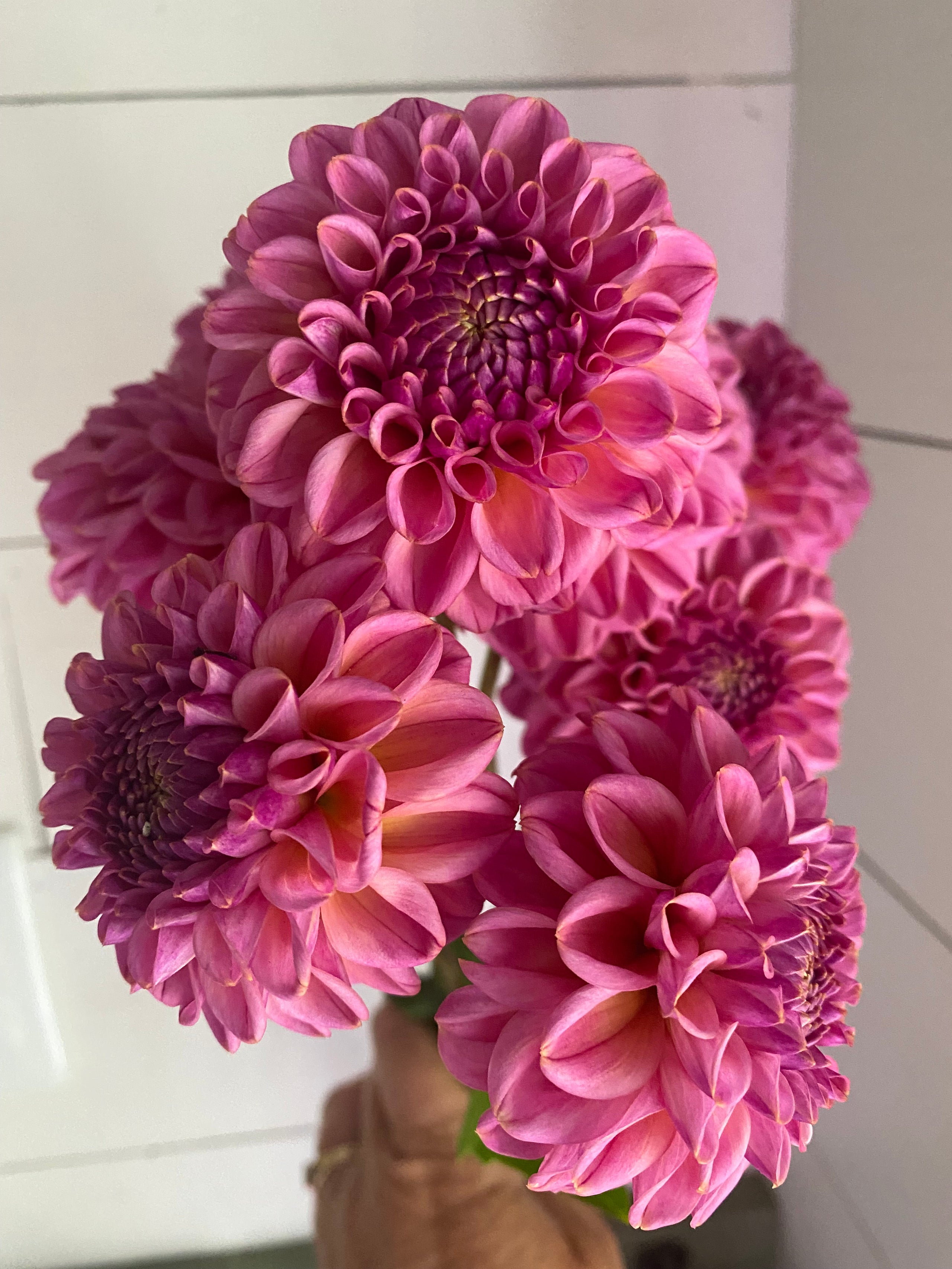 ferncliff-carefree-2-dahlia-tuber-mayberry-blooms