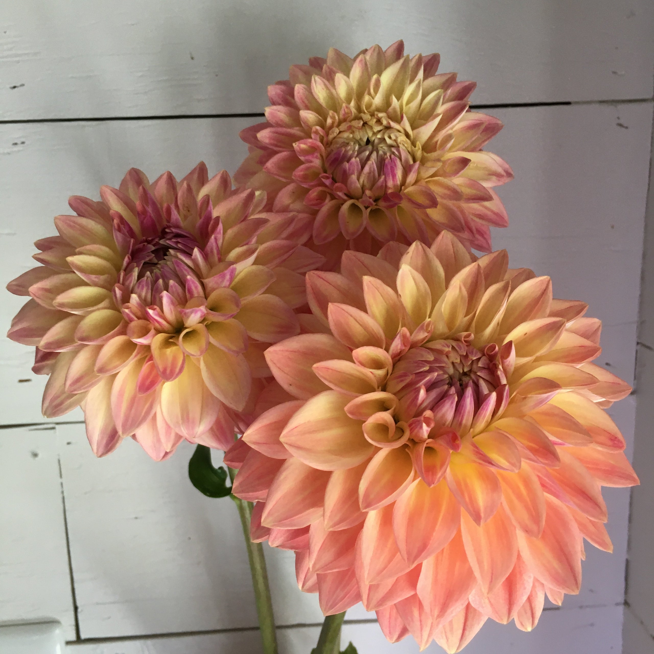 Bloomquist Alan | Mayberry Blooms